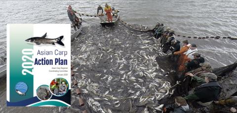 Asian Carp Regional Coordinating Committee Releases 2020 Asian Carp ...